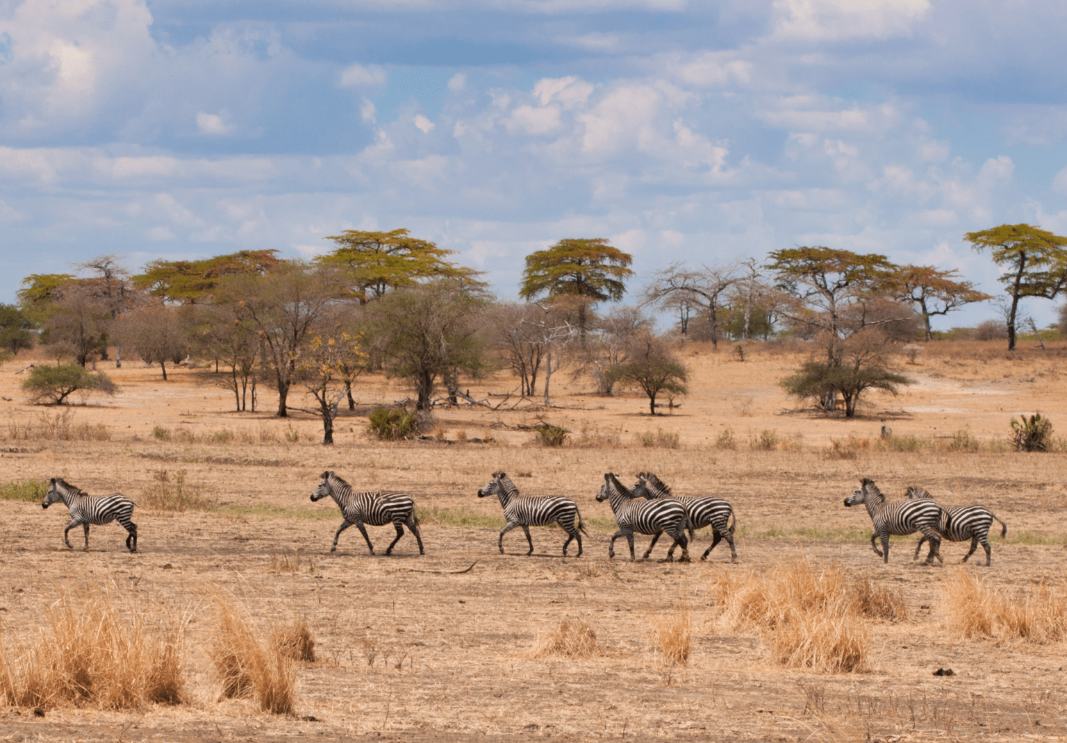 CoverEye RF - UGS Surveillance Kit | Up to 5km Range